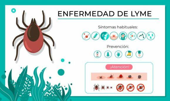 Compromís exige medidas por la creciente enfermedad de Lyme, causada por plagas de garrapatas ...