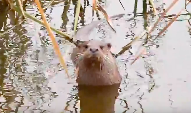 Aguas de Valencia impulsa el Proyecto 'Nutria' en un área de 1.100 kilómetros cuadrados de la ...